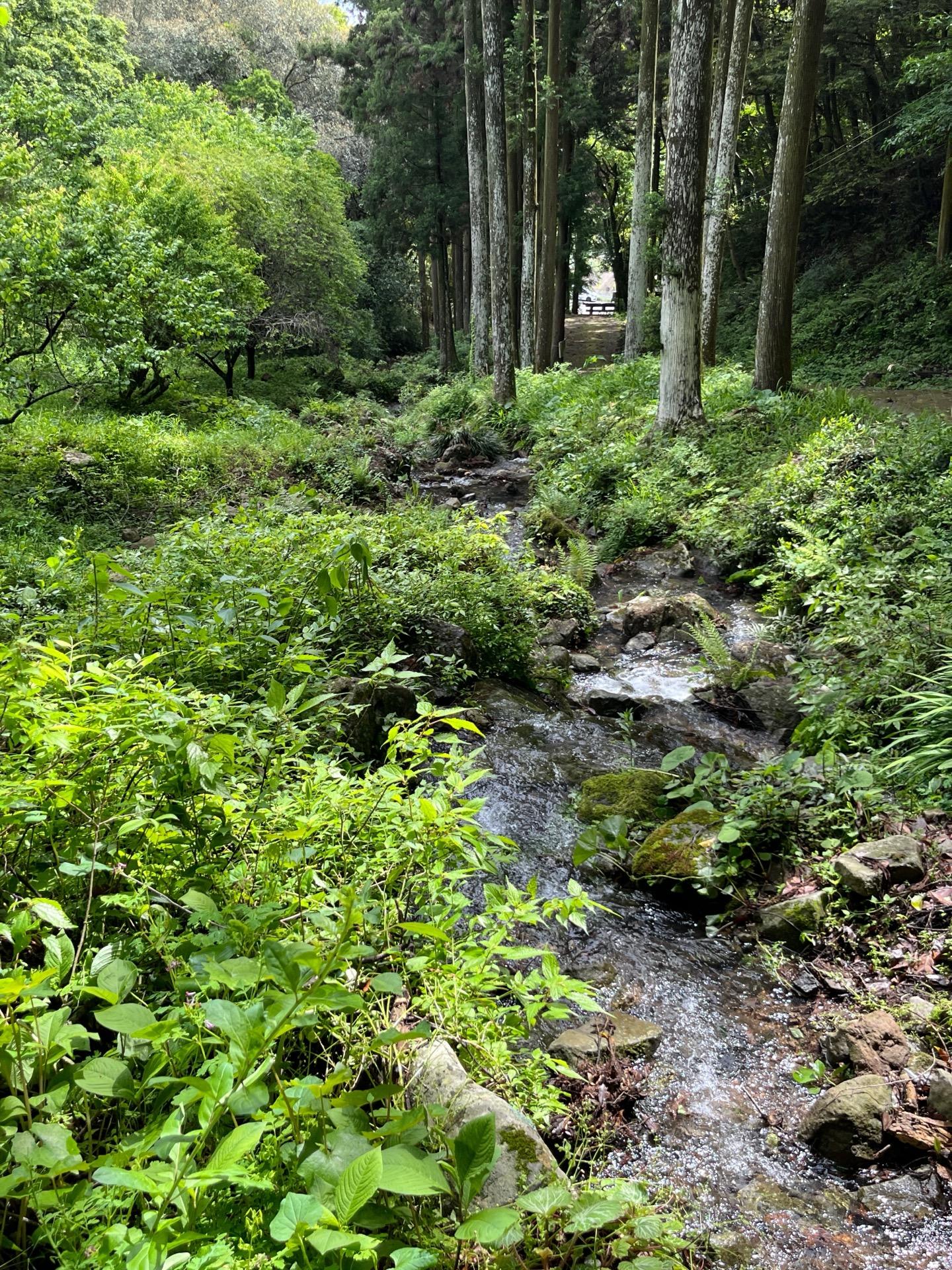 岩屋山・十郎岳 / ryoskさんの岩屋山・舞岳の活動データ | YAMAP / ヤマップ