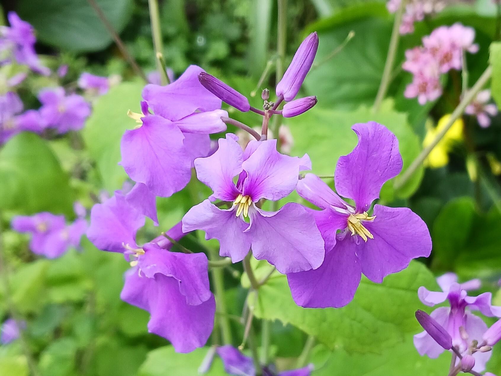 『世の中に〝雑草〟という草は無い。どんな... / hiroさんのモーメント | YAMAP / ヤマップ