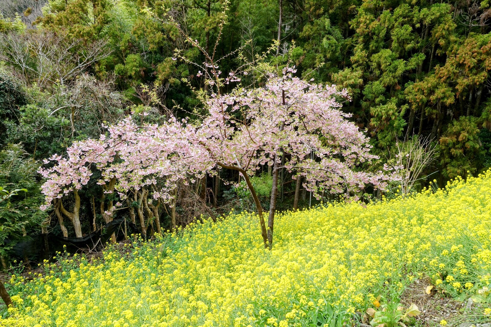 満観峰 / UGさんの焼津アルプス（高草山・満観峰・花沢山）・徳願寺山の活動データ | YAMAP / ヤマップ