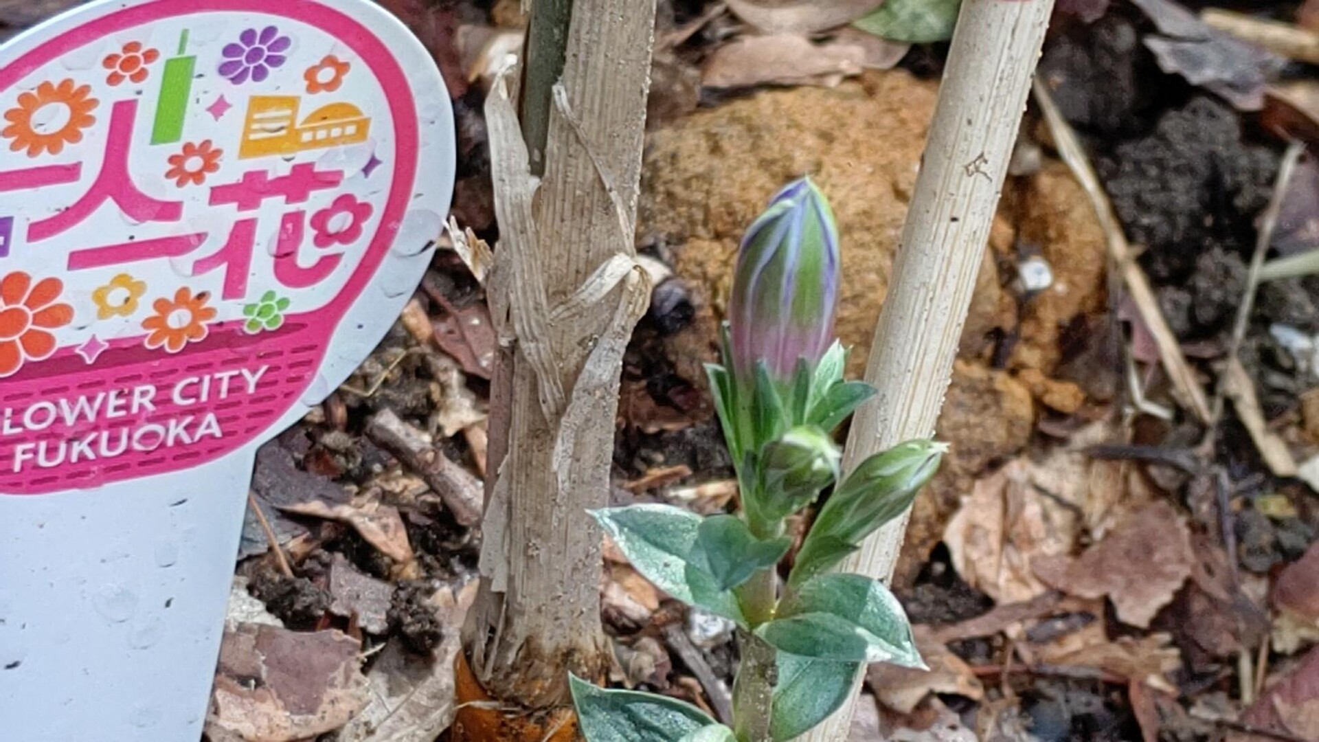 25😆愛宕山 / megさんの能古島の活動データ | YAMAP / ヤマップ