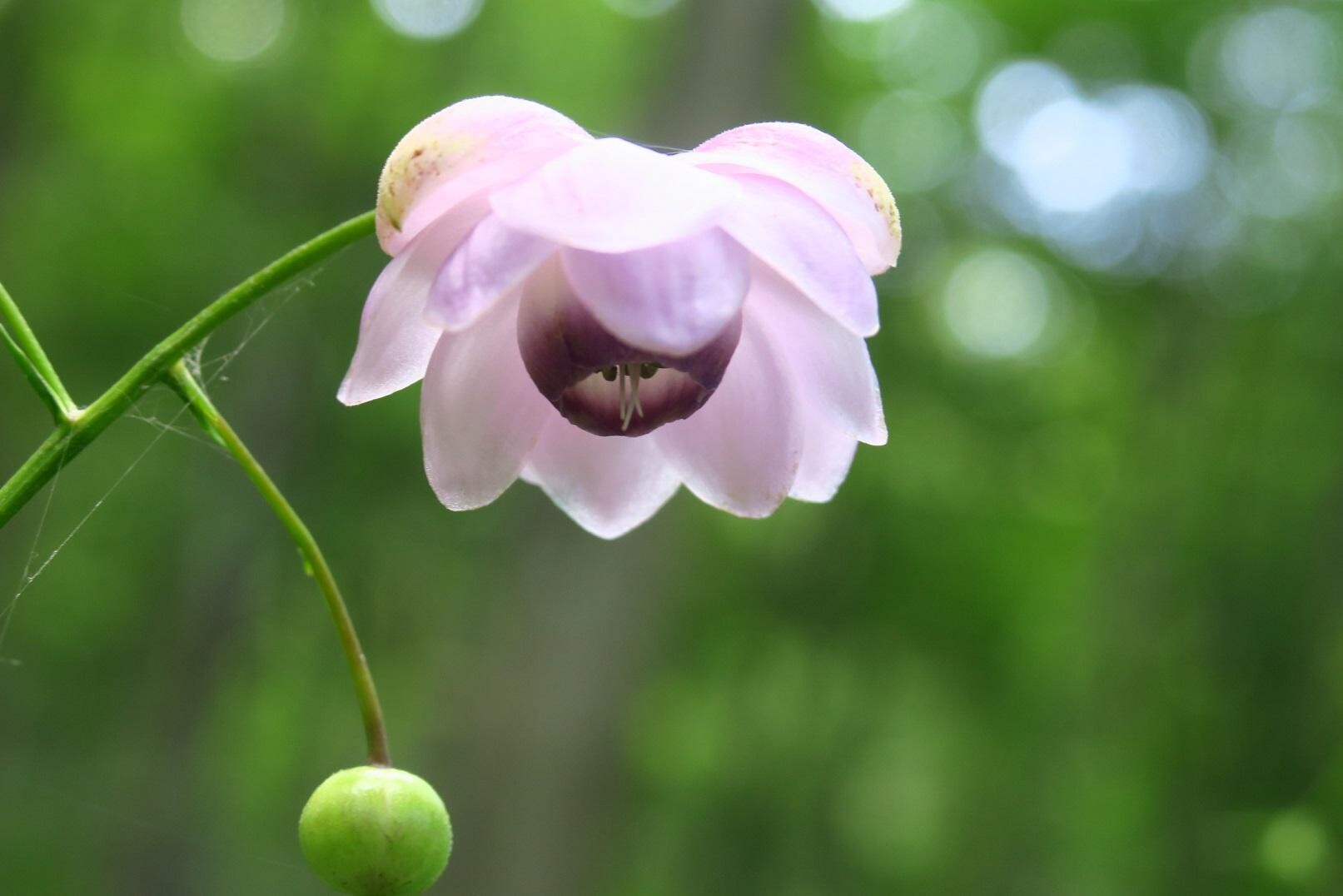 🌼水沢山🌼 ＆ゆうすげの道～🐝💦 / 🍀moomin🍀さんの榛名山・天狗山・天目山の活動データ | YAMAP / ヤマップ