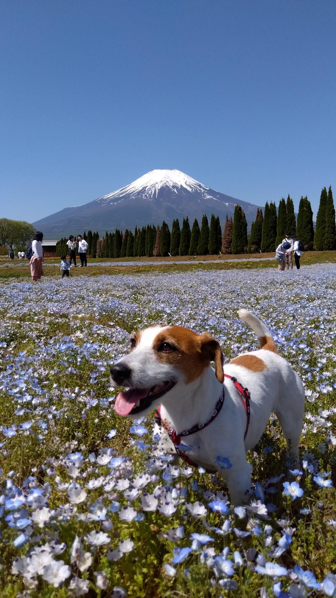 花の都公園と杓子山 / Veenaさんの御正体山・杓子山・石割山の活動日記 | YAMAP / ヤマップ