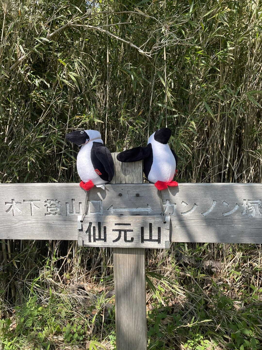 仙元山 / synさんの三浦アルプス・二子山・仙元山の活動データ | YAMAP / ヤマップ