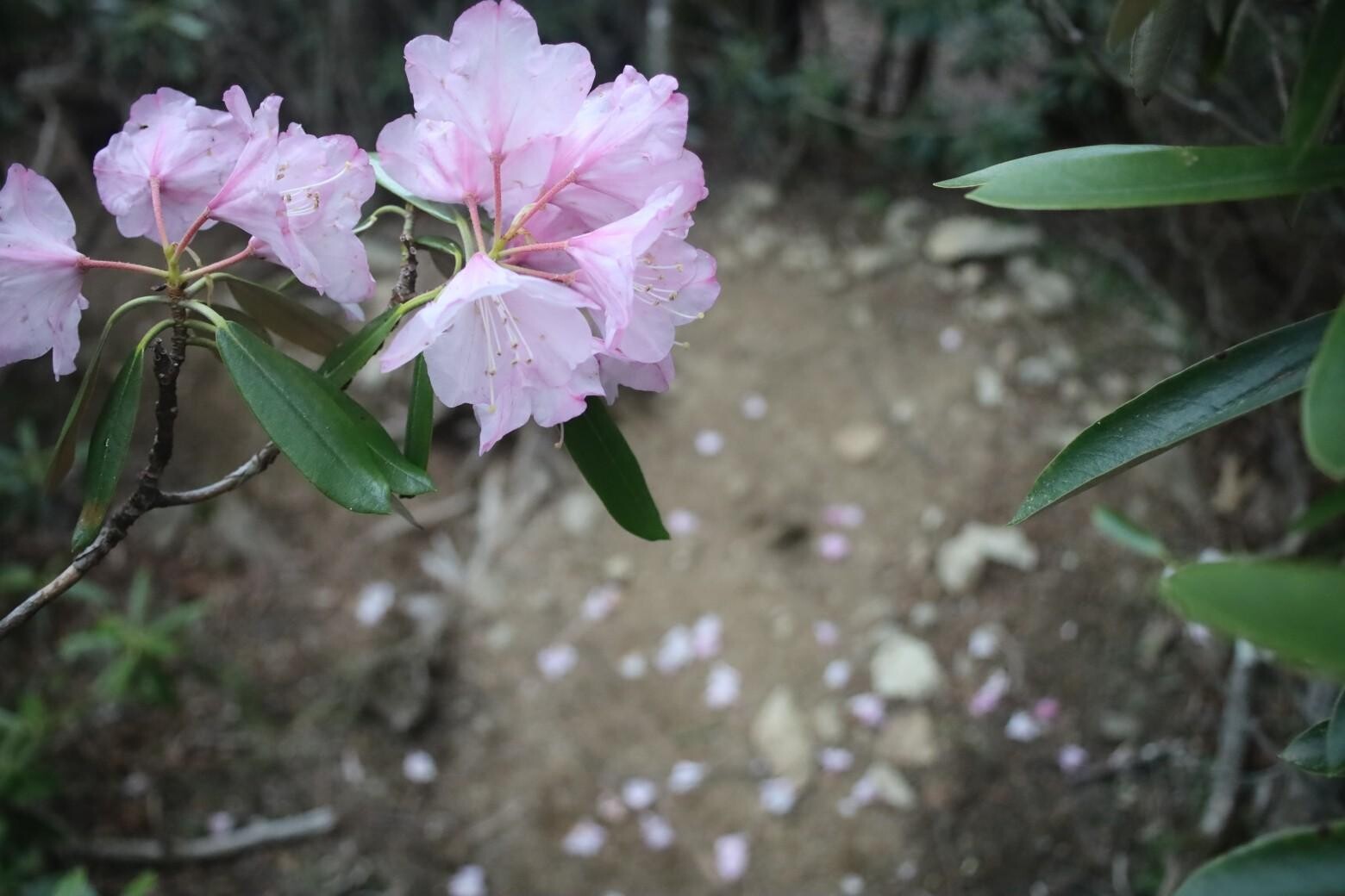 no title/甲武信ヶ岳 / K.Ryotaさんの甲武信ヶ岳の活動データ | YAMAP / ヤマップ