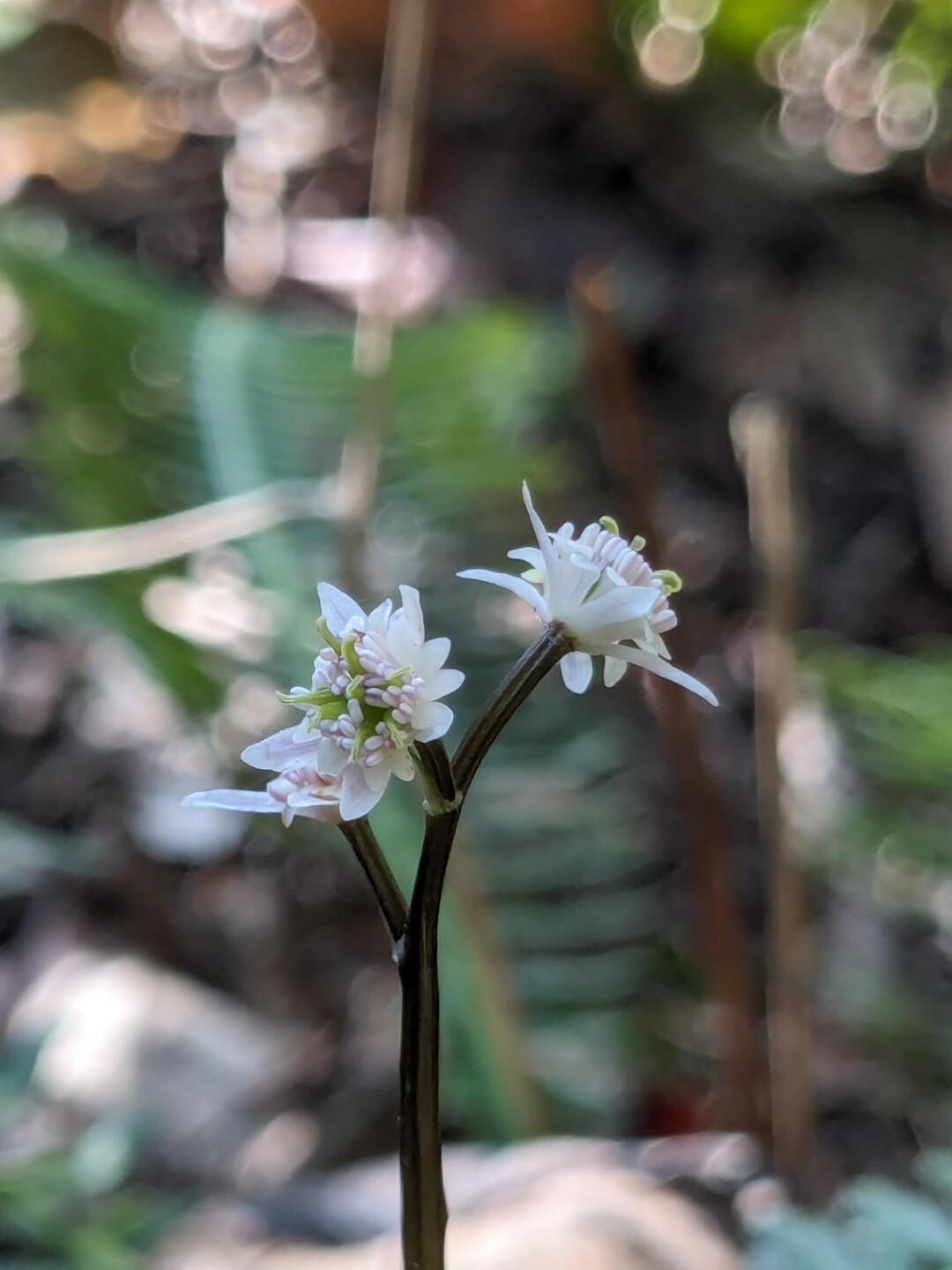 セリバオウレン🥀開花しました / neyさんの四王寺山・大城山・大原山の活動データ | YAMAP / ヤマップ