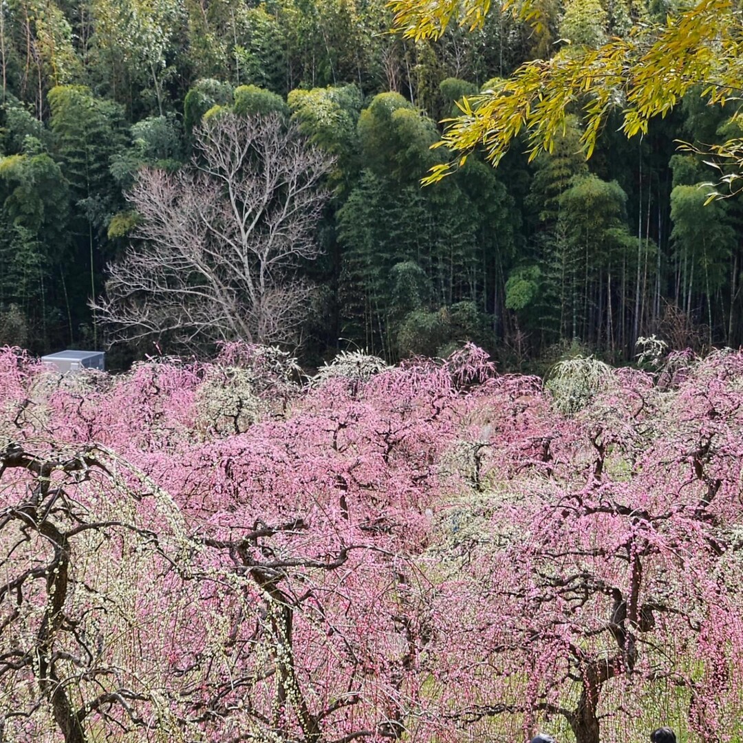 愛知県 農業センター しだれ梅園🎶 / Satoジョンさんのモーメント | YAMAP / ヤマップ
