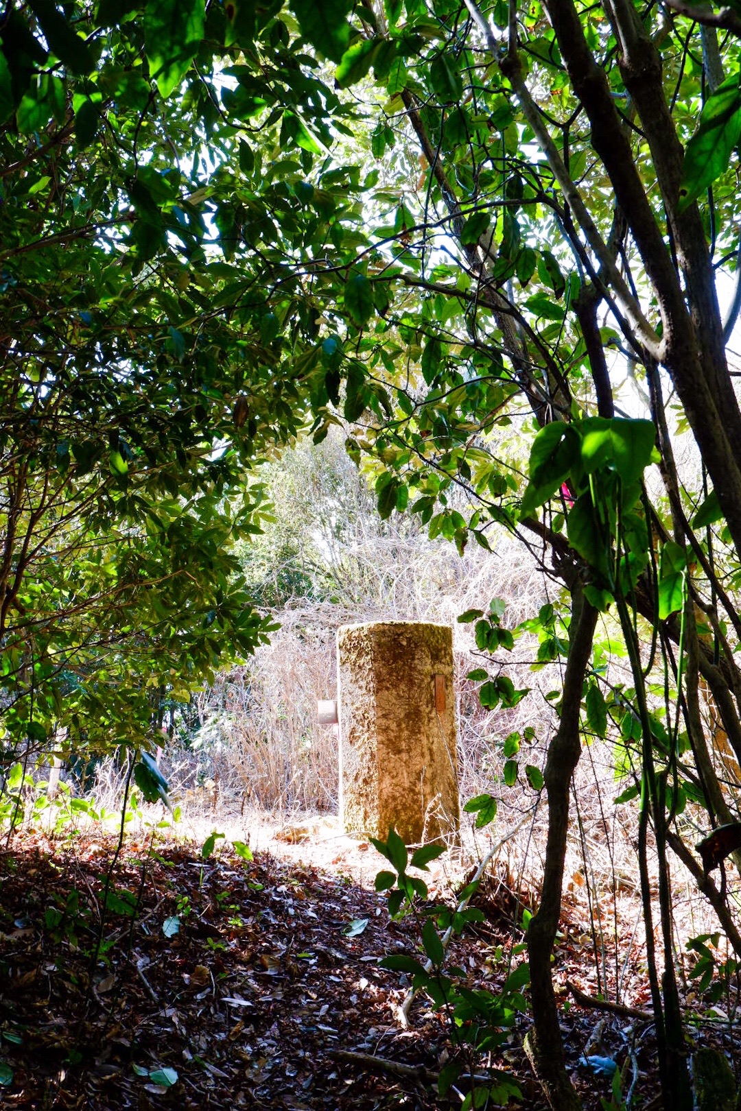 牛の峠 TAKE2 / Sさんさんの牛の峠の活動日記 | YAMAP / ヤマップ