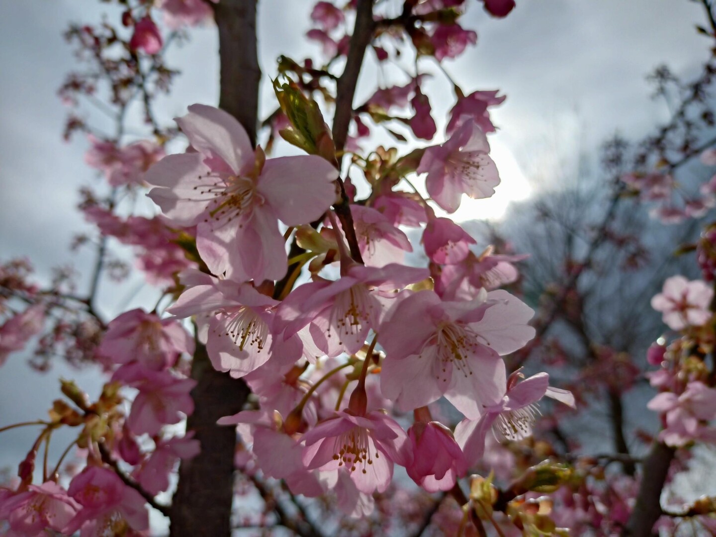 倉敷川沿い河津桜🌸 / ya.junさんの倉敷市（倉敷エリア）の活動データ | YAMAP / ヤマップ