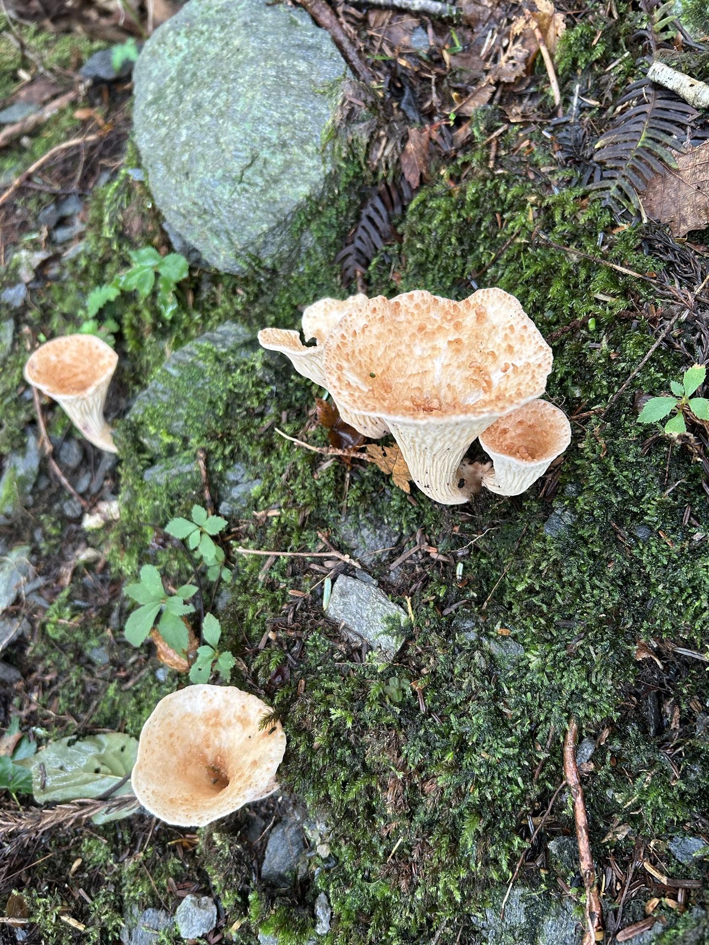 赤星山・豊受山 / junjunさんの赤星山・豊受山の活動データ | YAMAP / ヤマップ