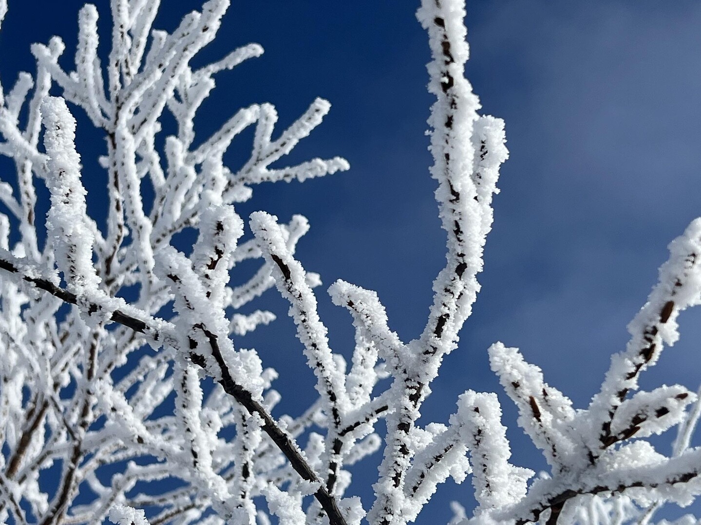 安比高原スキー場-2024-01-20 / みちさんの岩手山・八幡平・安比高原 50km トレイルの活動データ | YAMAP / ヤマップ