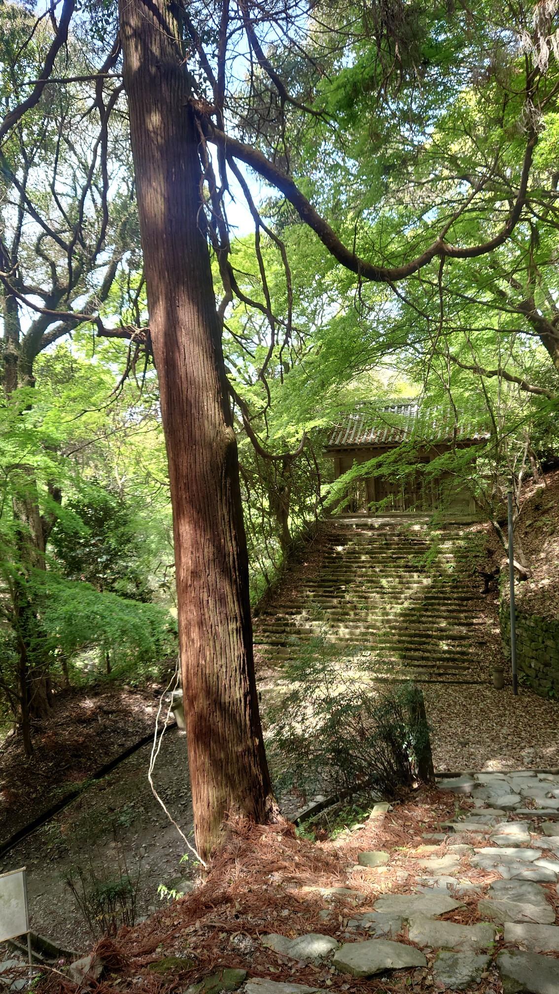 高良山≫≫≫グライダー山 🏃‍♂‍ 耳納連山🏃‍♂‍ Part 2 / Chieさんの高良山・発心山・鷹取山の活動データ | YAMAP / ヤマップ