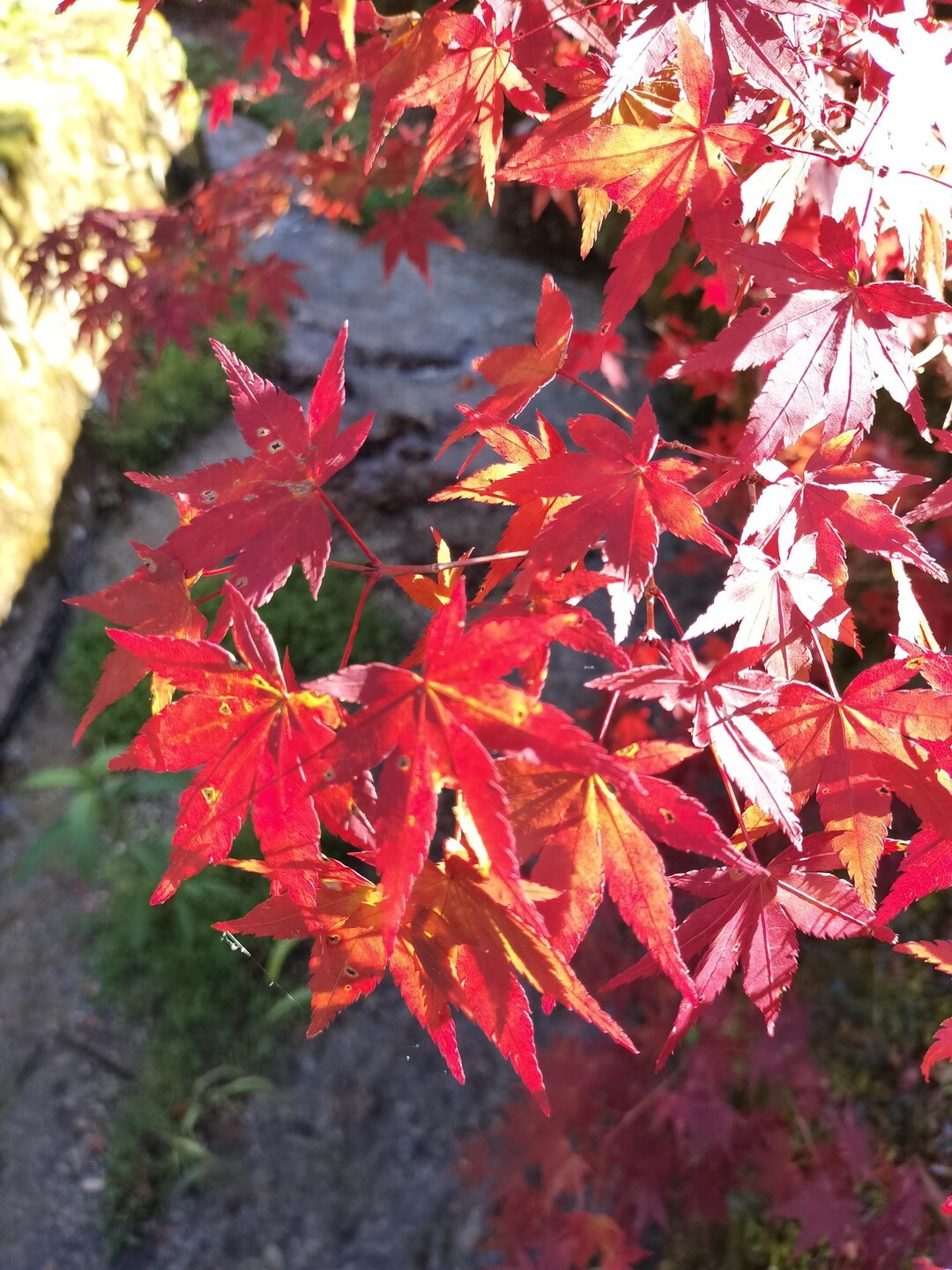 下呂御前山 / climber_piさんの白草山・寺田小屋山の活動データ | YAMAP / ヤマップ