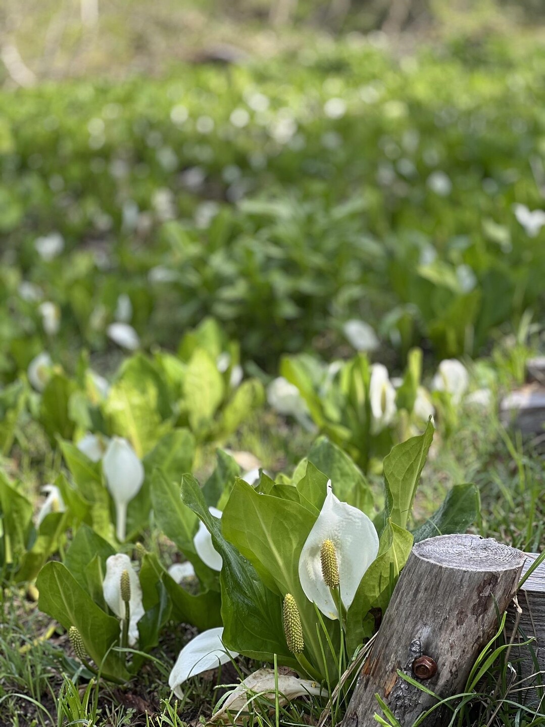 尾瀬ヶ原 / sayuさんの尾瀬・至仏山・悪沢岳・笠ヶ岳の活動データ | YAMAP / ヤマップ