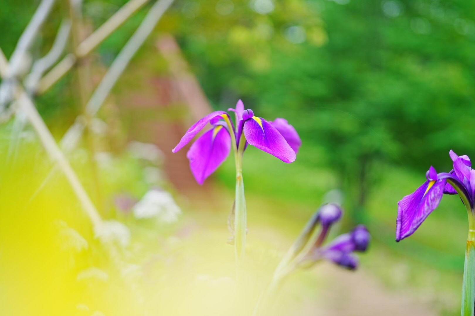 夏の入笠山 / ma-sa-kiさんの入笠山の活動データ | YAMAP / ヤマップ