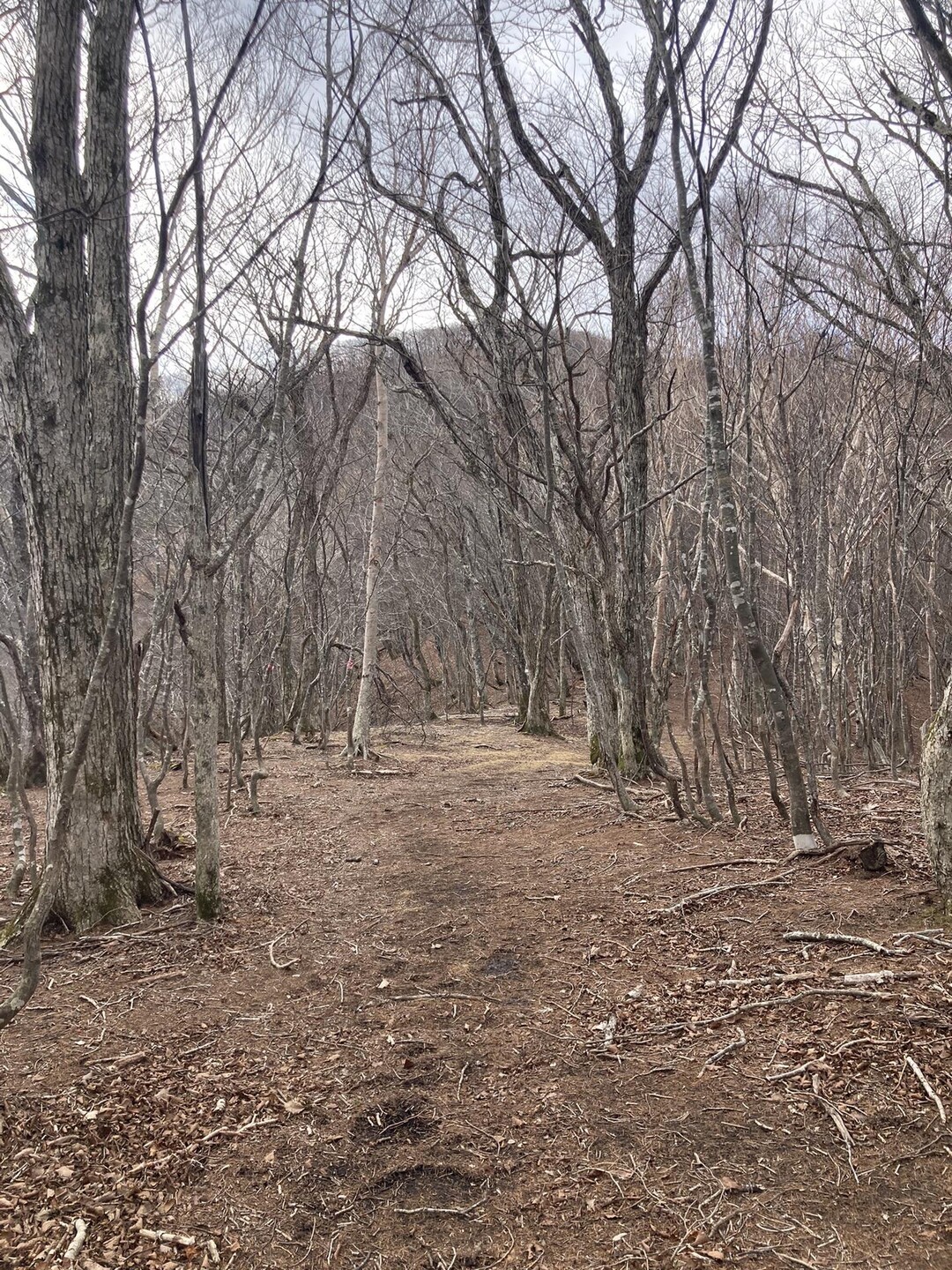 雄岳 / chanmikiさんの雄岳（片羽山）の活動データ | YAMAP / ヤマップ