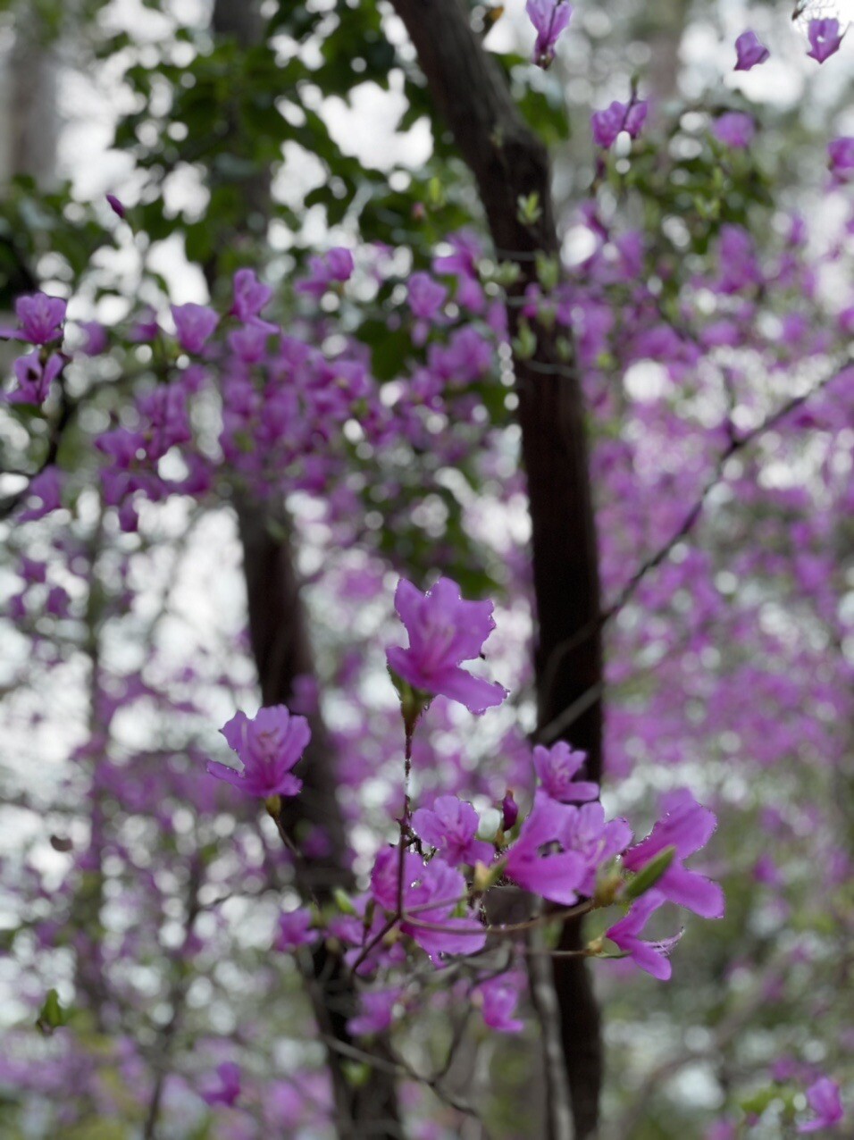 今が旬のツツジが満開‼️ お手軽に行ける... / ryosui_ さんのモーメント | YAMAP / ヤマップ