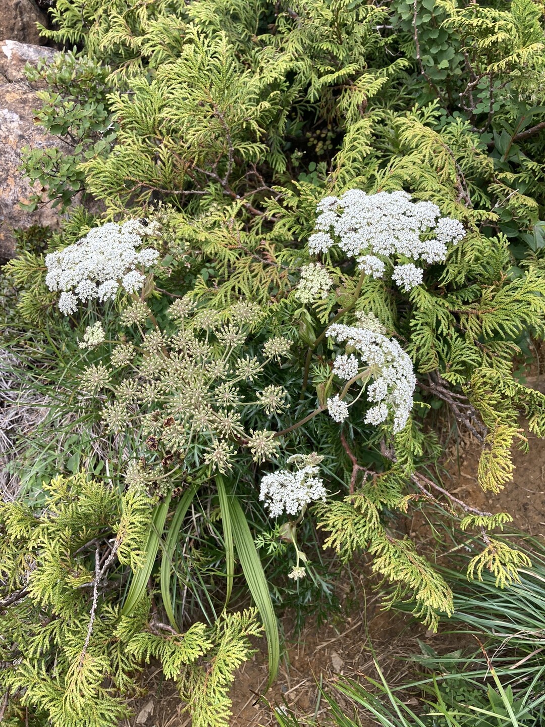ウバ タケ が、ウバタケニンジンを探す旅 / ubaさんの東赤石山・西赤石山・物住頭の活動データ | YAMAP / ヤマップ