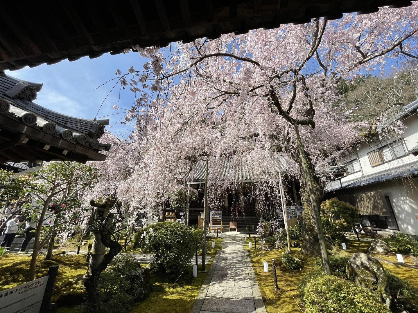 専称寺のしだれ桜🌸を鑑賞してからの銀峰経由で二上山 / do-kichiさんの金剛山・二上山・大和葛城山の活動データ | YAMAP / ヤマップ