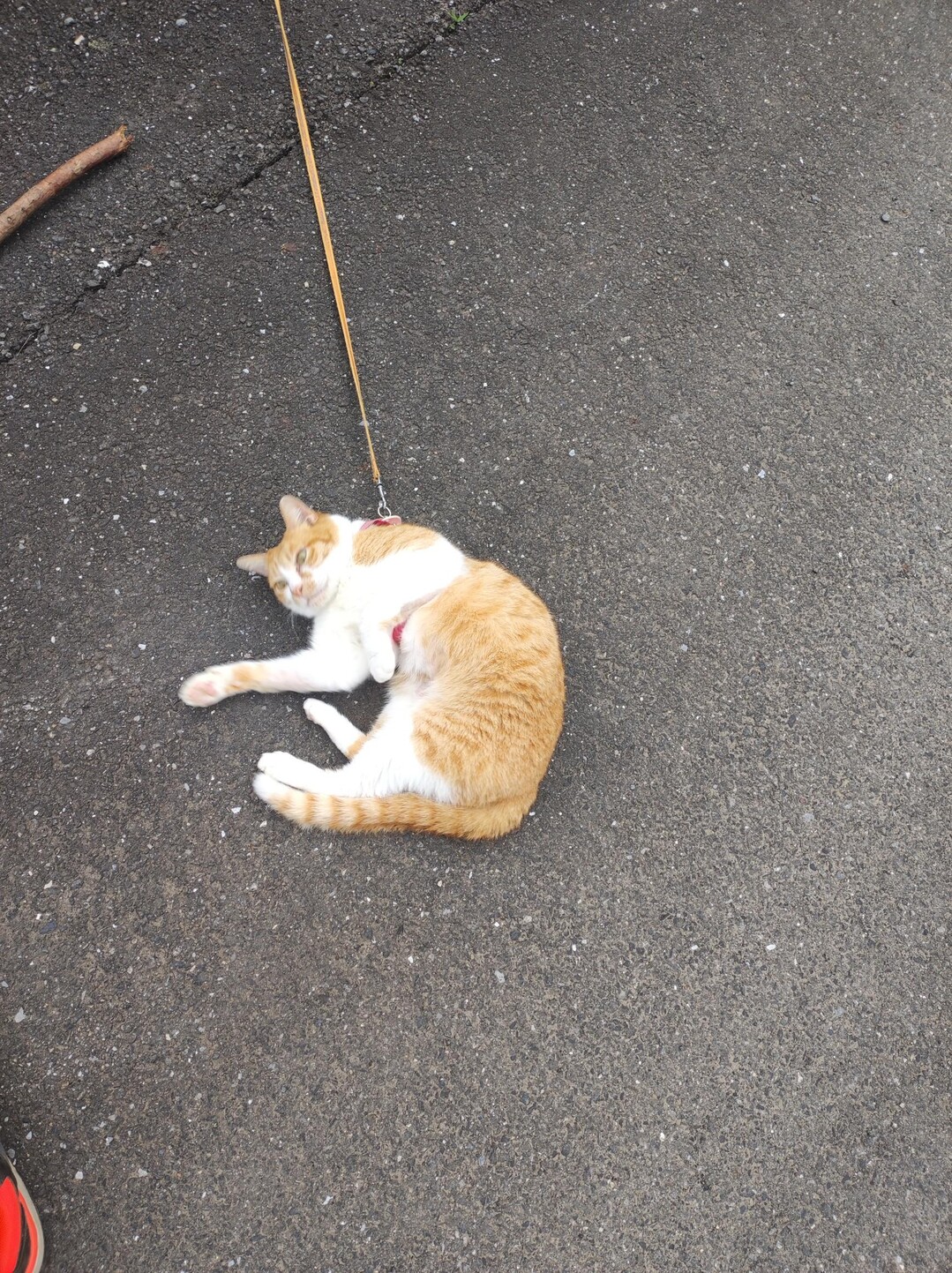 😭奥武蔵ロングトレイル😭 / のもちんさんの奥武蔵ロングトレイルレース105K/35Kの活動データ | YAMAP / ヤマップ