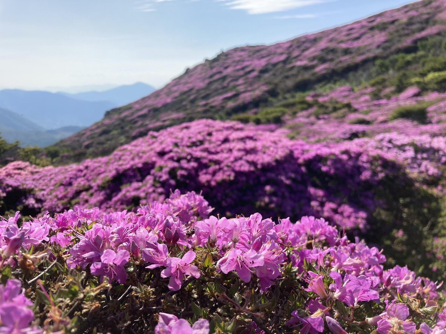 鳴子川・平治岳 / Takumiさんの九重山（久住山）・大船山・星生山の活動データ | YAMAP / ヤマップ