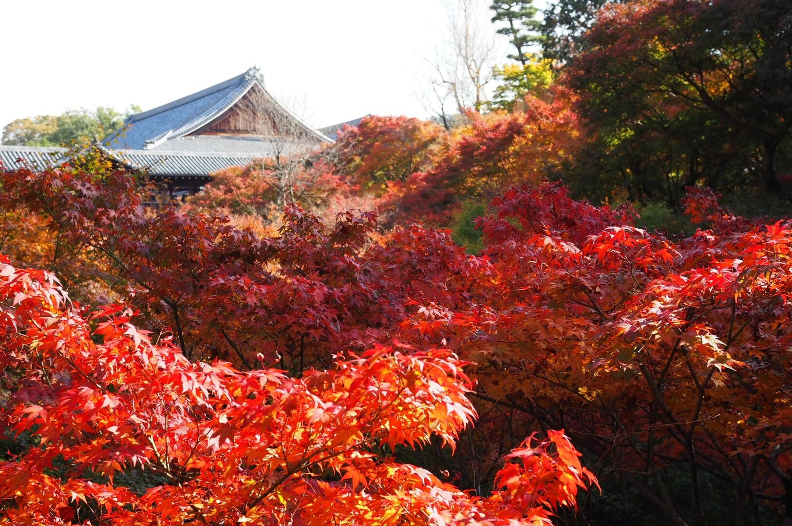 東福寺です。 紅葉🍁真っ盛り / masaさんのモーメント | YAMAP / ヤマップ