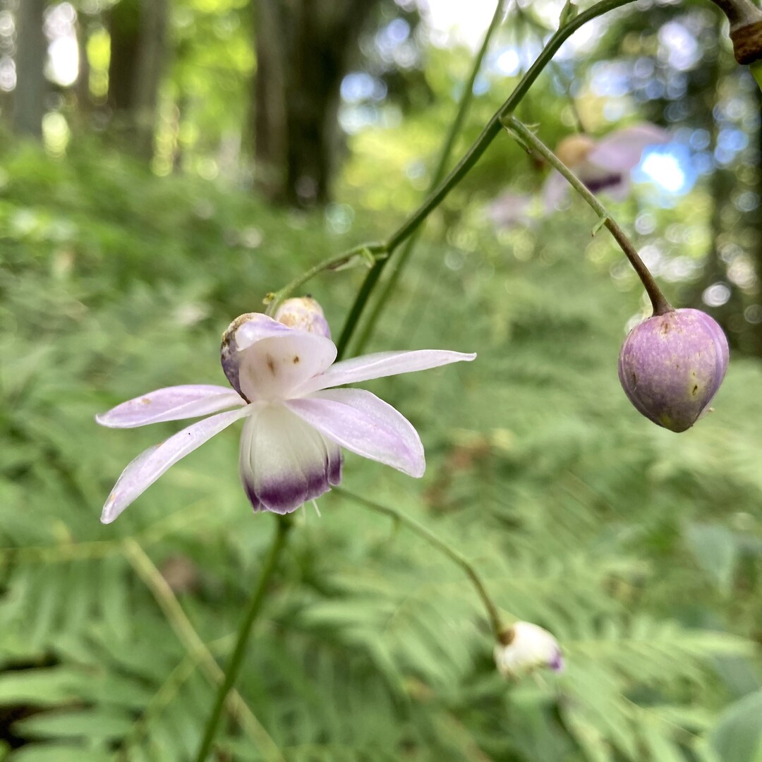 御岳山の妖精🧚‍♀️レンゲショウマに会いに💕 / Beni-512さんの大岳山・御岳山・御前山の活動データ | YAMAP / ヤマップ