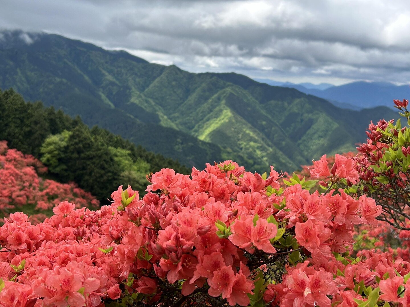 ツツジまみれ〜 / Yukakoさんの金剛山・二上山・大和葛城山の活動データ | YAMAP / ヤマップ