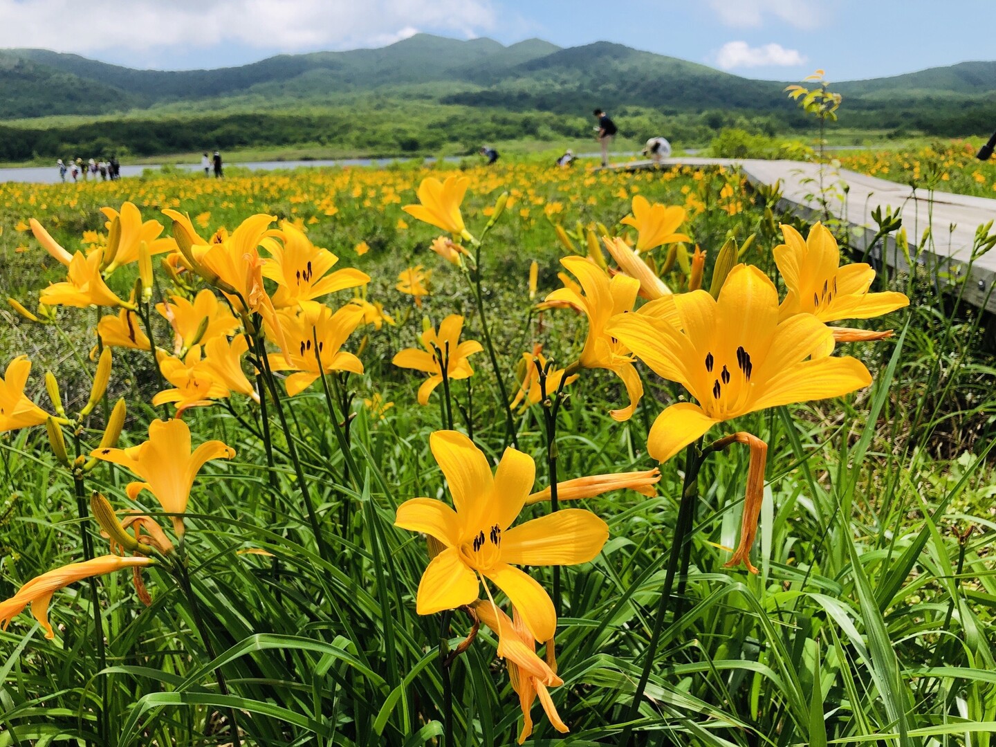 雄国沼 〜ニッコウキスゲ！ 霧・快晴 〜 / BMさんの磐梯山・雄国山・赤埴山の活動データ | YAMAP / ヤマップ