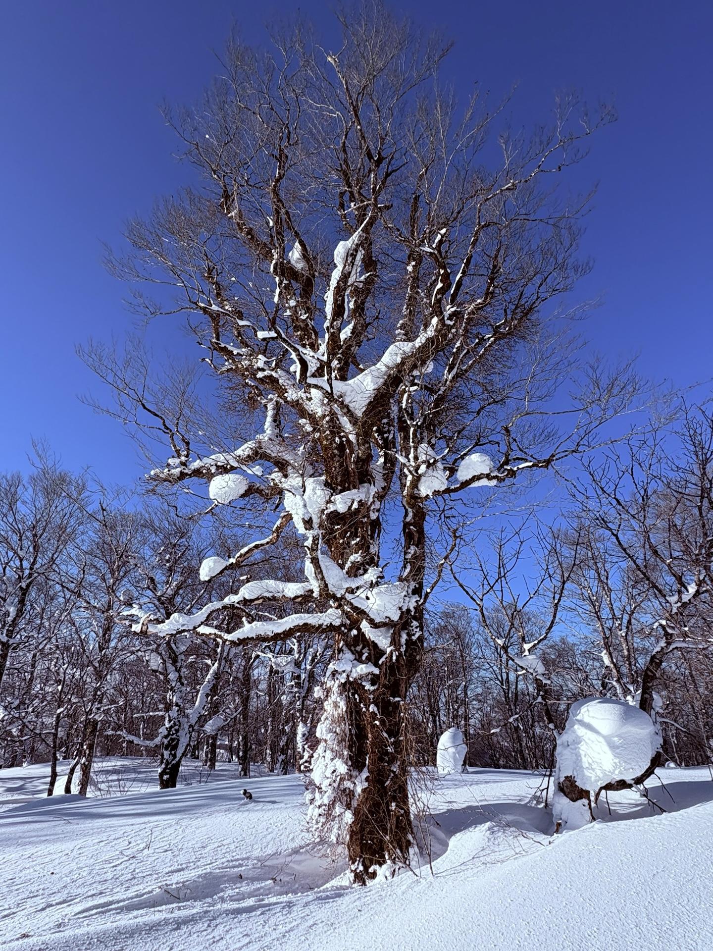 奥羽山・みみずく山/C'mon, baby U.F.O. / ABECHIさんの翁山（翁峠）の活動データ | YAMAP / ヤマップ