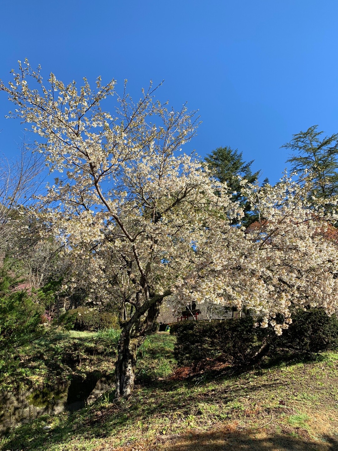 宇連山・鳳来寺山-2020-03-15 / M_Akkyさんの宇連山・鳳来寺山・岩古谷山の活動データ | YAMAP / ヤマップ