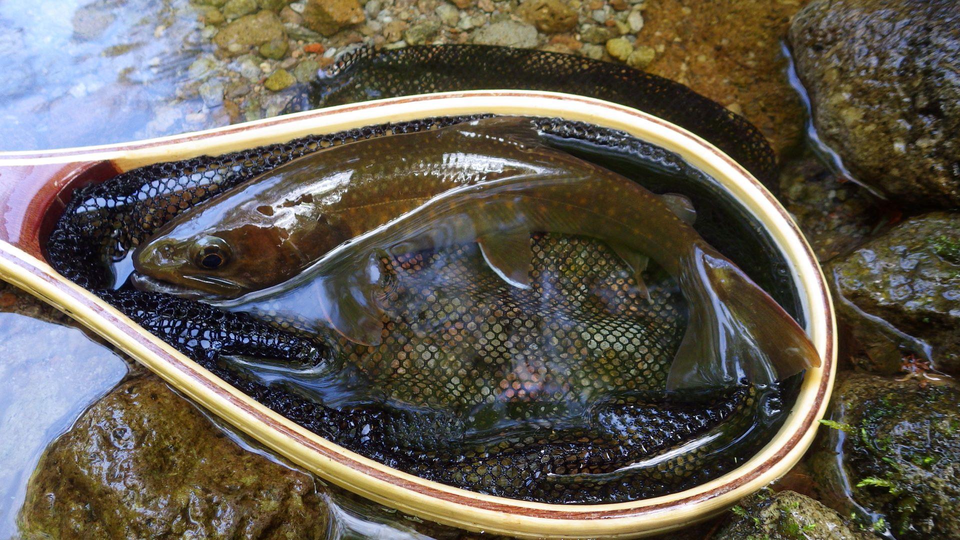 連休明けても沢にはまだ残雪があった。 入... / takeさんのモーメント | YAMAP / ヤマップ