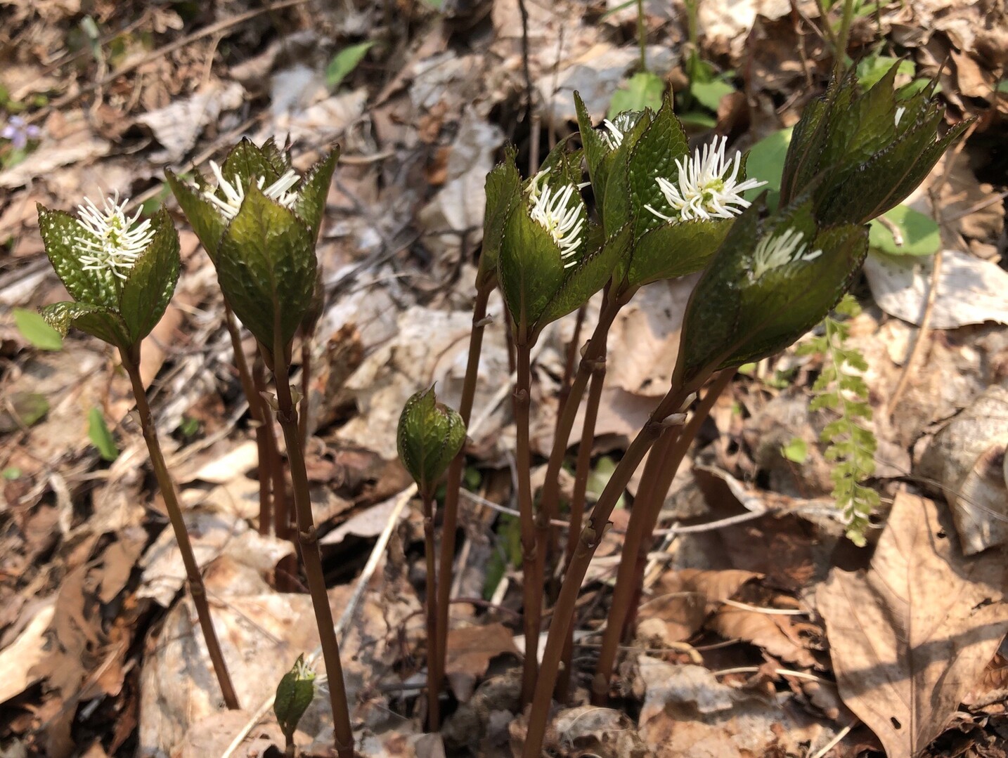 法印瀑・橡平サクラ樹林 周回(櫛形山脈)-2020-04-15 / w823hさんの櫛形山・鳥坂山・大峰山（櫛形山脈）の活動データ | YAMAP / ヤマップ