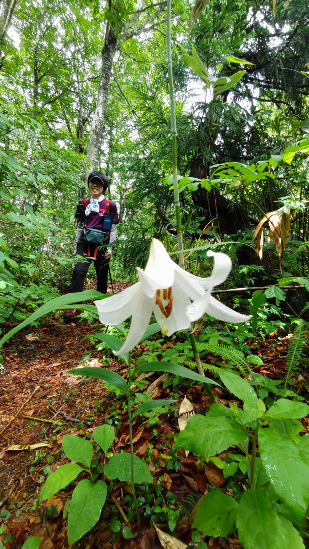 高落場山 笹百合を追うて追うて / nomatさんの高清水山・高落場山・八乙女山の活動データ | YAMAP / ヤマップ