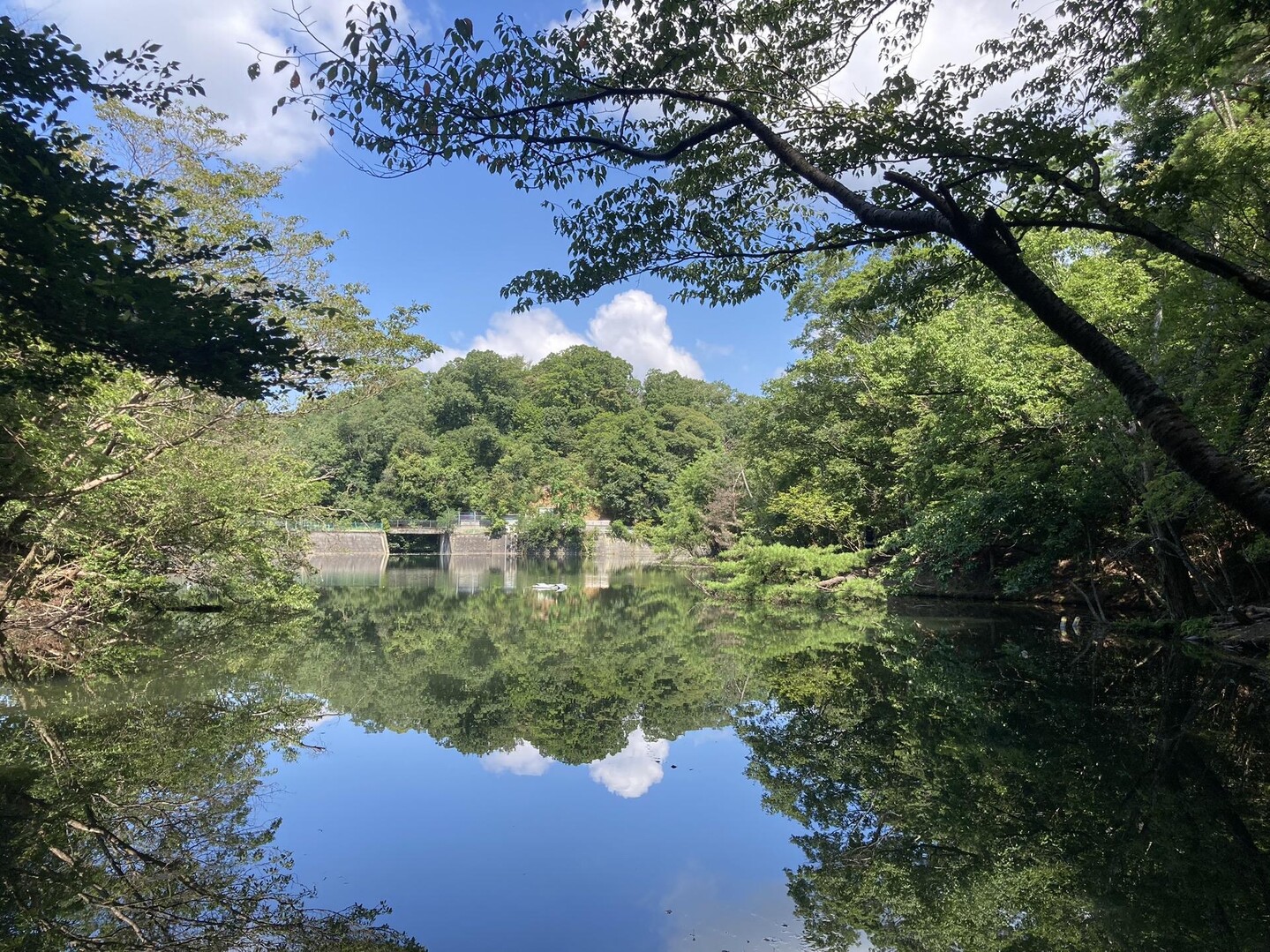 才川渓谷を歩く (才ヶ原池迄) ※マミズクラゲ見れました！ / maecciさんの六個山・鉢伏山・明ヶ田尾山・五月山の活動日記 | YAMAP / ヤマップ