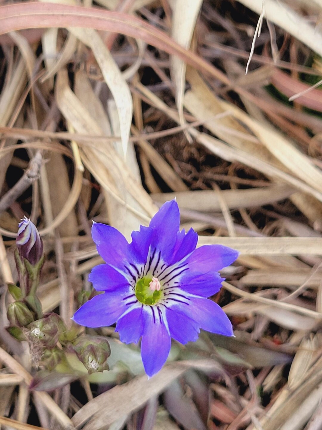 西高森山 / yellさんの春日井三山・弥勒山・大谷山・道樹山の活動データ | YAMAP / ヤマップ