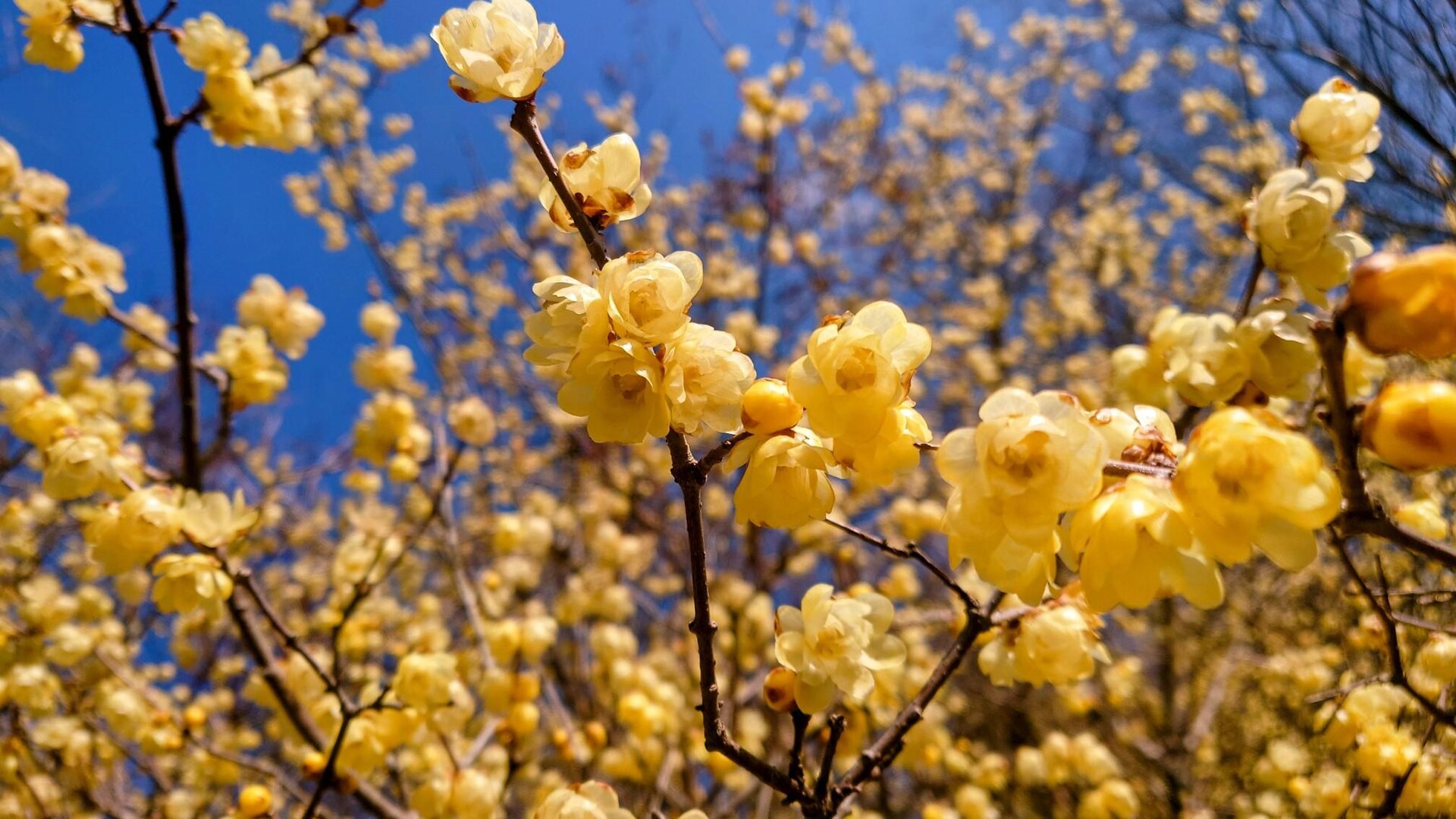満開ロウバイ祭り 鍋割山 / capetaさんの塔ノ岳・丹沢山・蛭ヶ岳の活動データ | YAMAP / ヤマップ