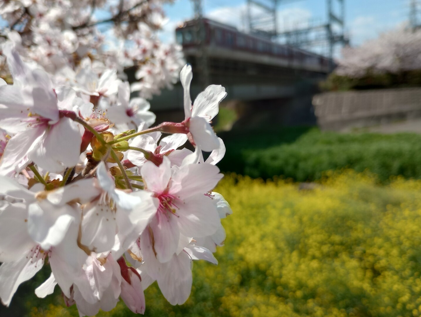2022/ 4/ 4 mon 恩智川の... / emiyさんのモーメント | YAMAP / ヤマップ