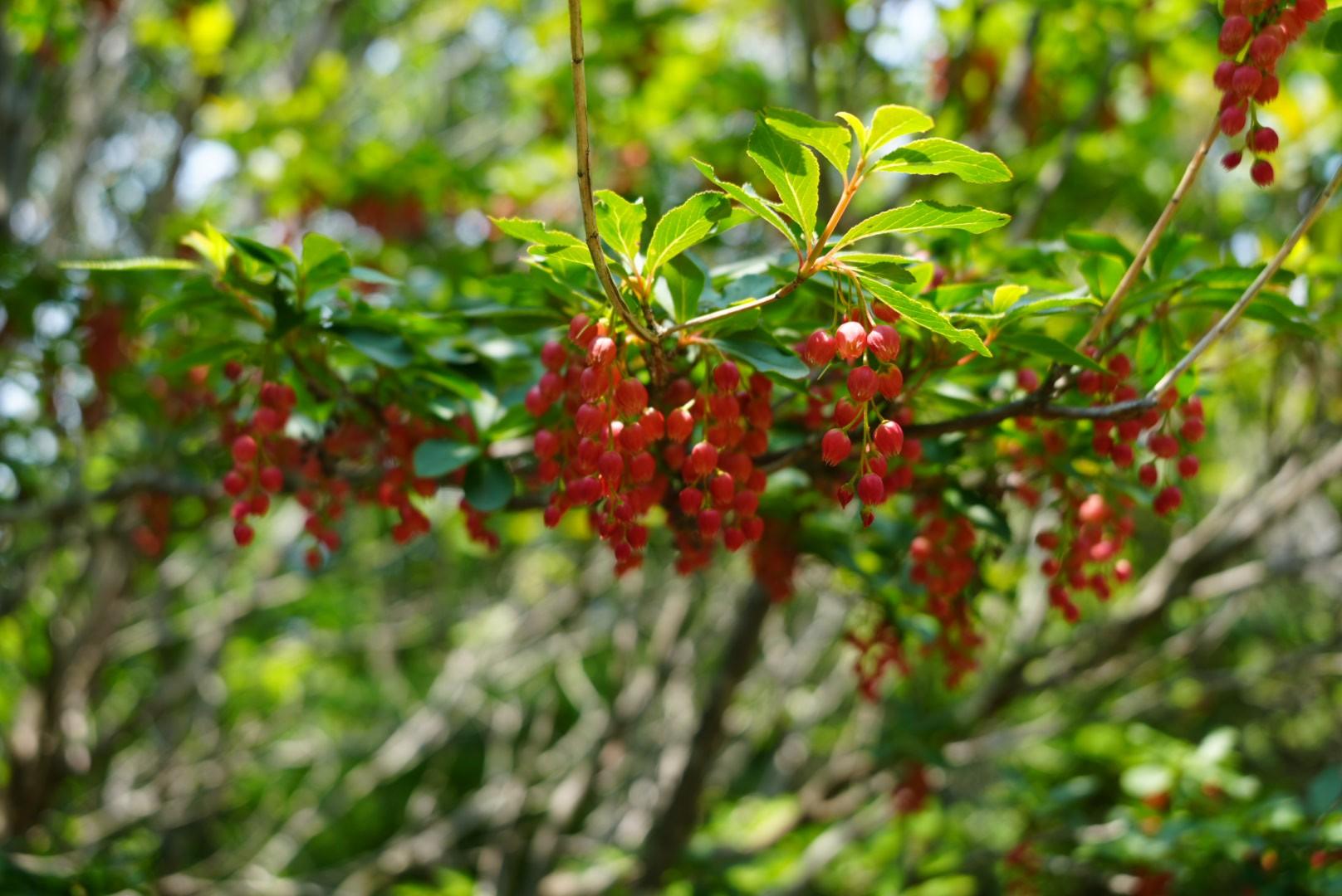 井水山・中央峰・泉山 / 6Kのパンチョさんの泉山・井水山・黒沢山の活動データ | YAMAP / ヤマップ