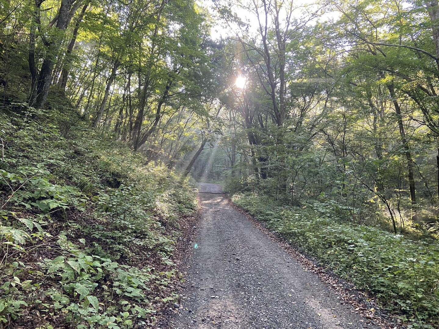 お迎えかと思った / yamakenさんのモーメント | YAMAP / ヤマップ