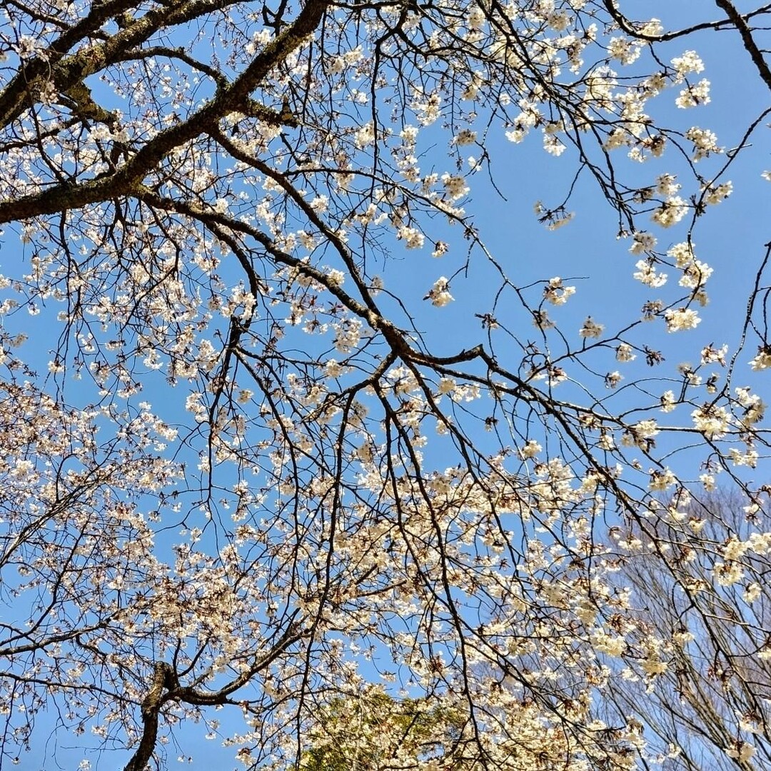 春休みの登山① 烏帽子山 / kamatyさんの鷲尾山・皿ヶ峰・宇津野山の活動データ | YAMAP / ヤマップ