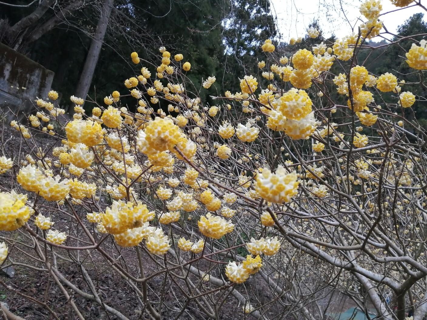 大山三峰山挑戦 ご褒美ミツマタ、ハナネコノメ / ellena15さんの大山の活動データ | YAMAP / ヤマップ