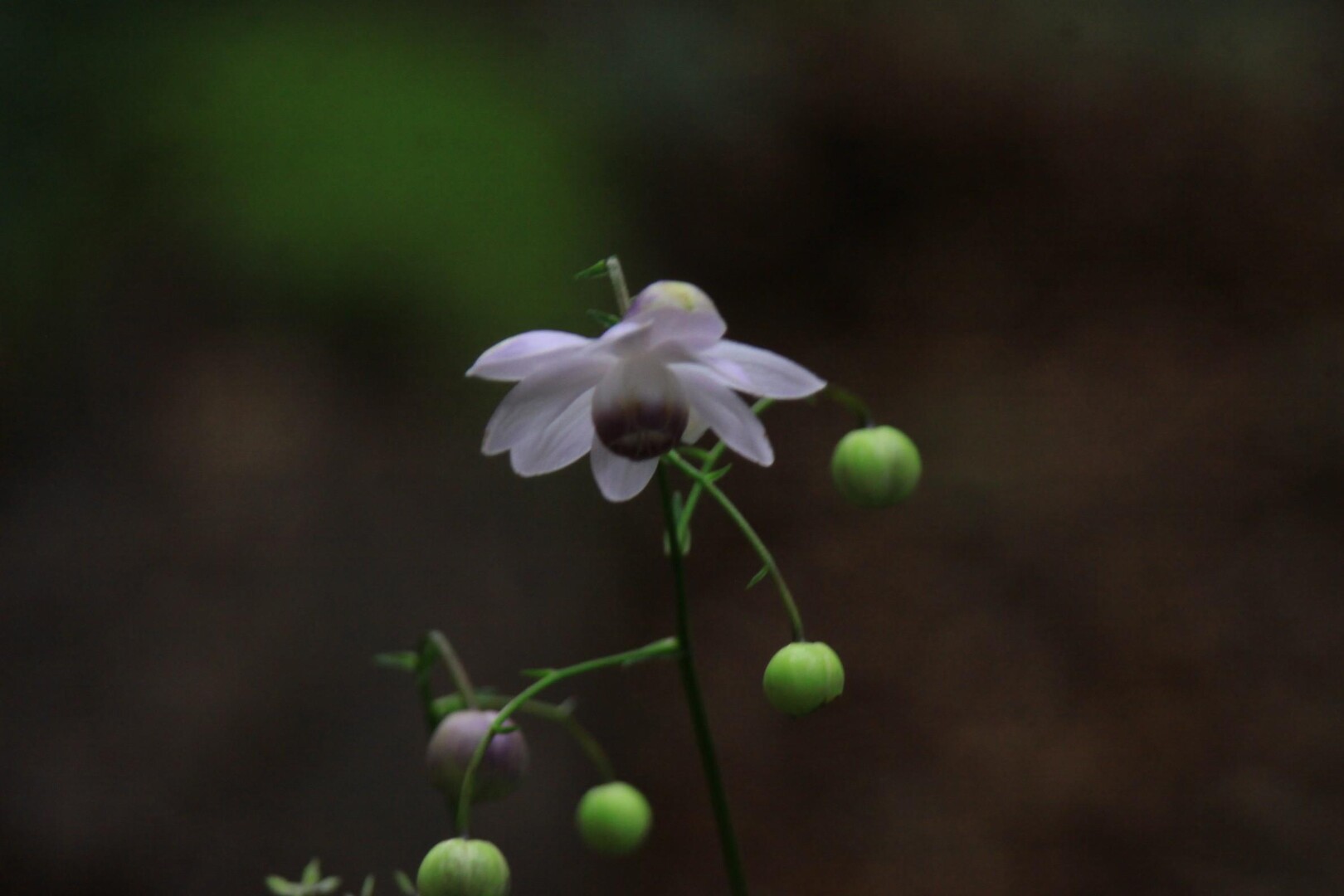 またまた妖精に逢いに(鳴神山) / Hiro'ismさんの鳴神山・吾妻山の活動データ | YAMAP / ヤマップ