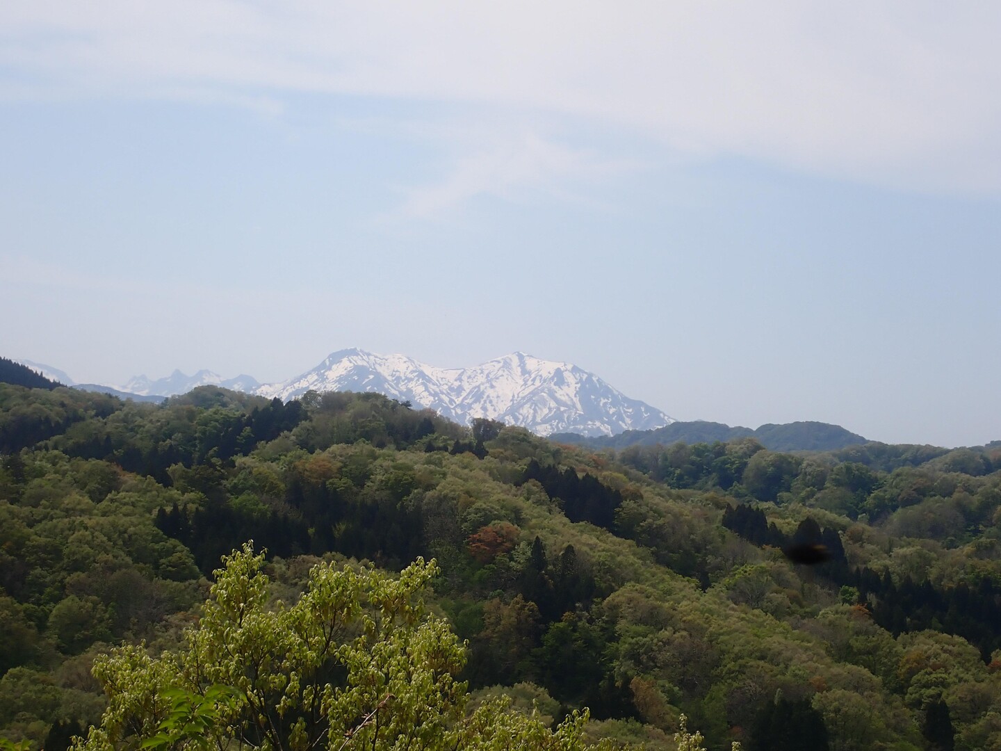 里山歩き、山菜はあるかな？\(^o^)／ / 3110さんの上越市の活動データ | YAMAP / ヤマップ