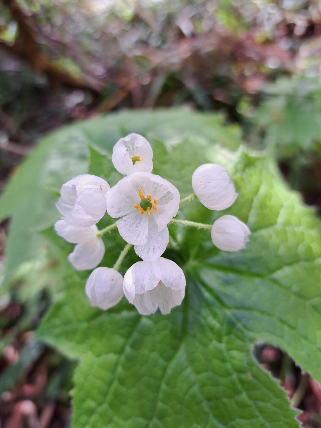 大万木山 / sam19さんの大万木山・琴引山（弥山）・指谷山・鯛ノ巣山の活動データ | YAMAP / ヤマップ