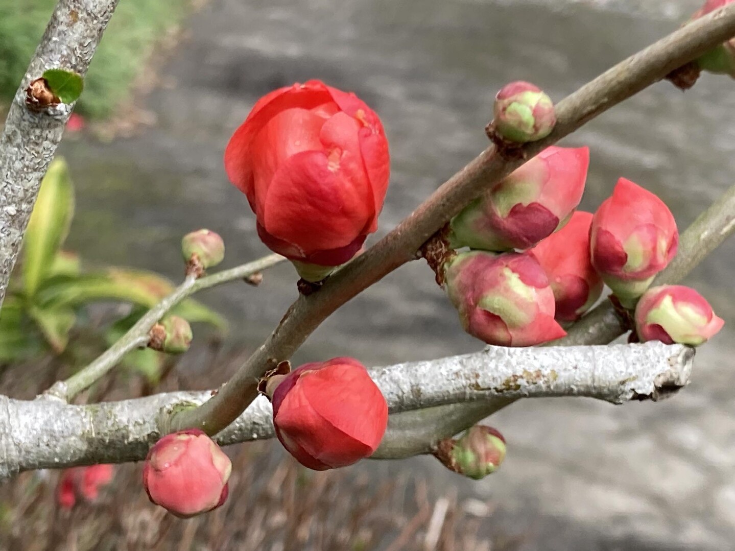 春☘️の便り ① ボケ ② キバナズイ... / hideさんのモーメント | YAMAP / ヤマップ