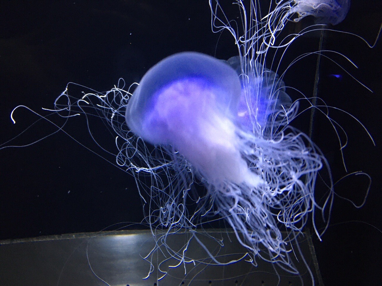 クラゲに触れて 鶴岡 加茂水族館 お天... / kaizaさんのモーメント | YAMAP / ヤマップ