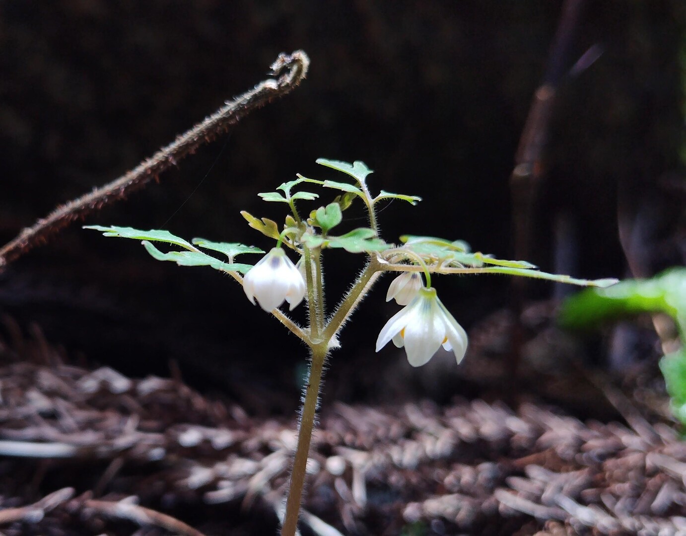 金剛山 / PAGUさんの葛城修験エリアマップ（金剛山周辺）の活動データ | YAMAP / ヤマップ
