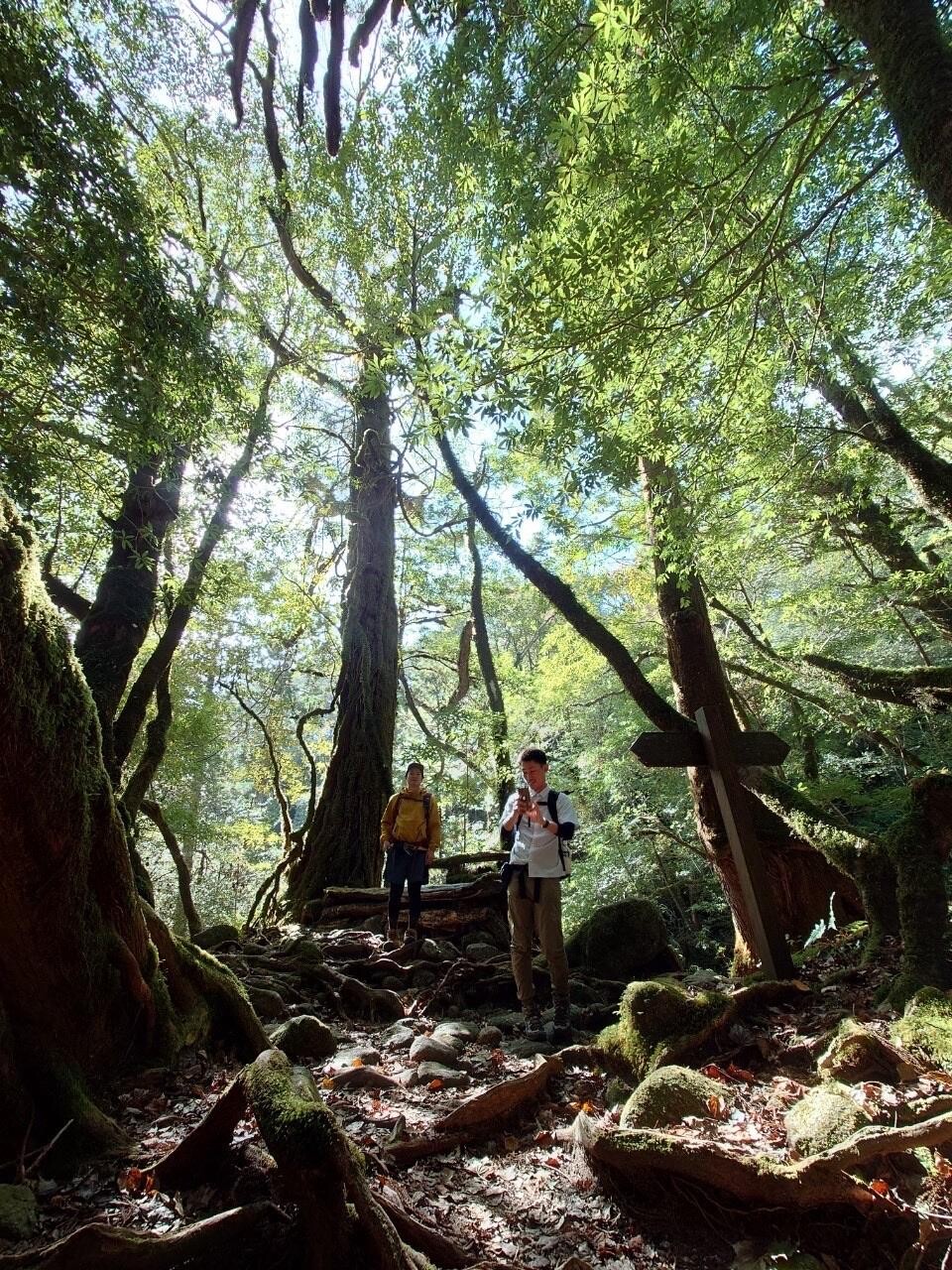 「苔むす森」🍃白谷雲水峡@屋久島 / ryu_ich1さんの屋久島・宮之浦岳の活動データ | YAMAP / ヤマップ
