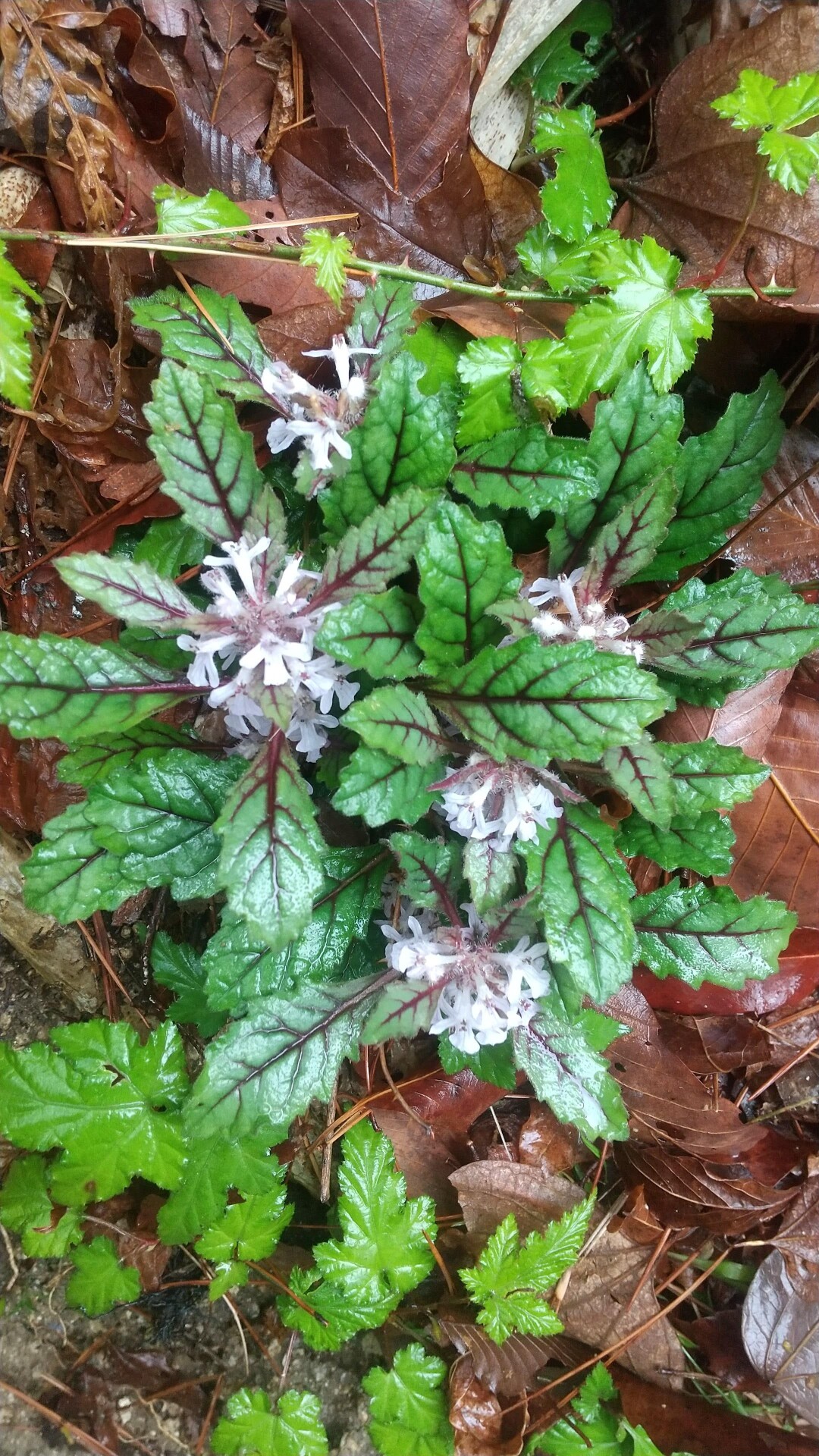 金剛山・大和葛城山 / inoさんの金剛山・二上山・大和葛城山の活動データ | YAMAP / ヤマップ