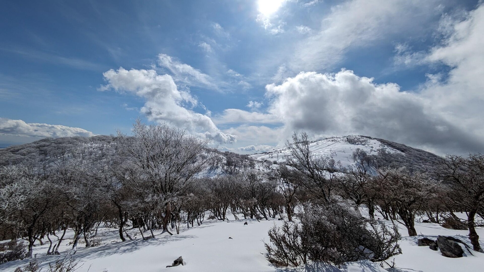 藤原岳 / yamanbo_さんの藤原岳・御池岳の活動データ | YAMAP / ヤマップ